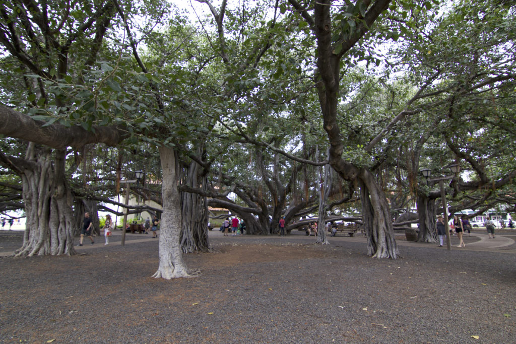 Nathan in Search of Giant Trees—Pacific Northwest, Alaska, Hawaii (and ...