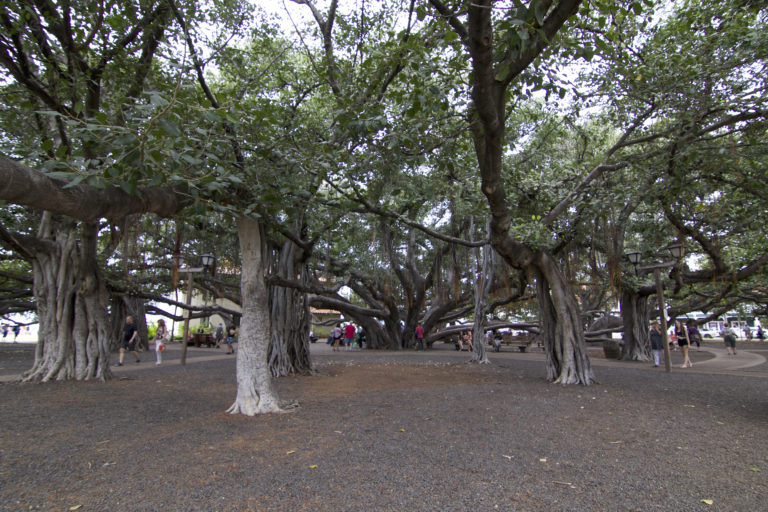 Nathan in Search of Giant Trees—Pacific Northwest, Alaska, Hawaii (and ...