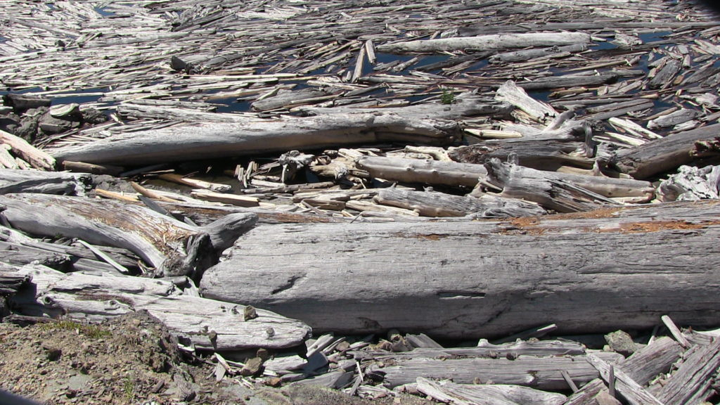 Amazing Trees—The Unique and the Odd (the Pacific Northwest, Hawaii ...