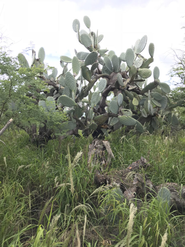 In Search of the World’s Largest Cactus in Cabo! | Good News Tree ...