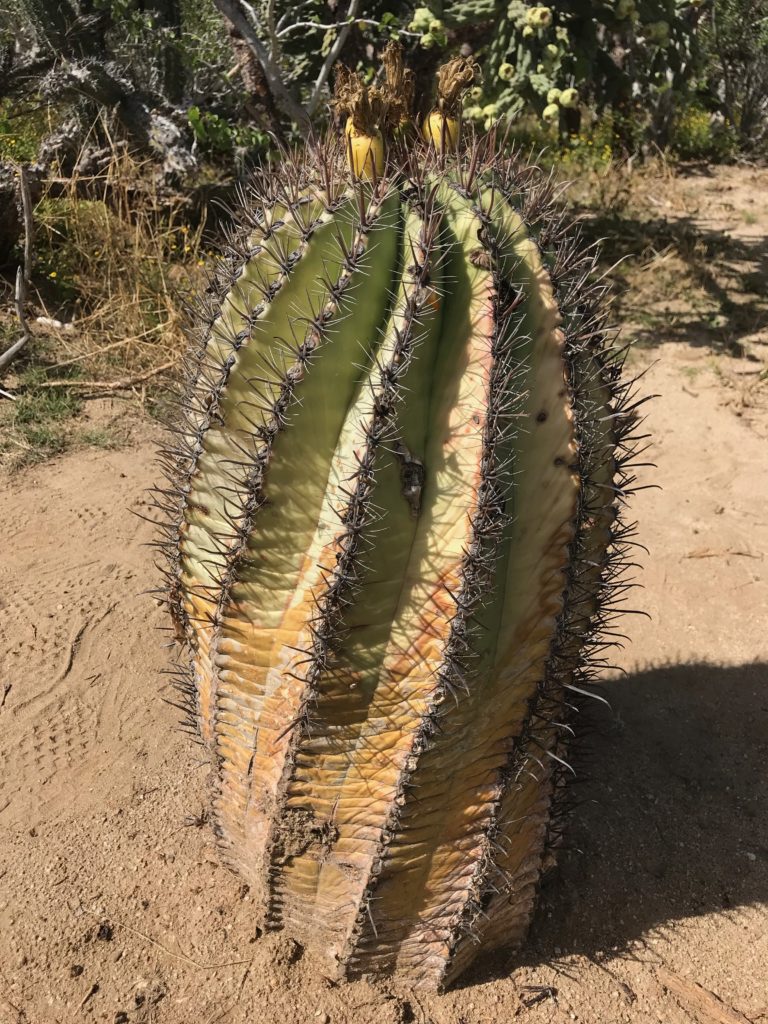 In Search of the World’s Largest Cactus in Cabo! | Good News Tree ...