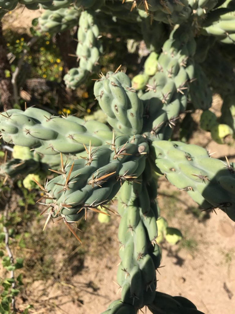 In Search of the World’s Largest Cactus in Cabo! | Good News Tree ...
