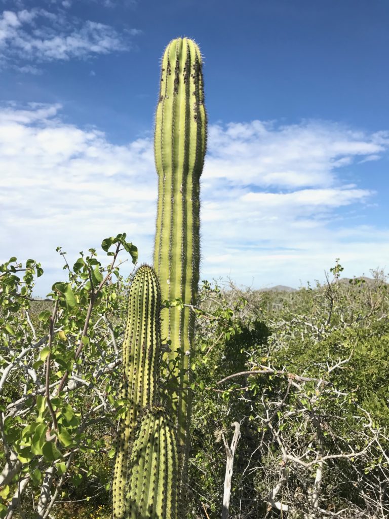 In Search of the World’s Largest Cactus in Cabo! | Good News Tree ...