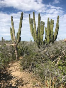 In Search of the World’s Largest Cactus in Cabo! | Good News Tree ...