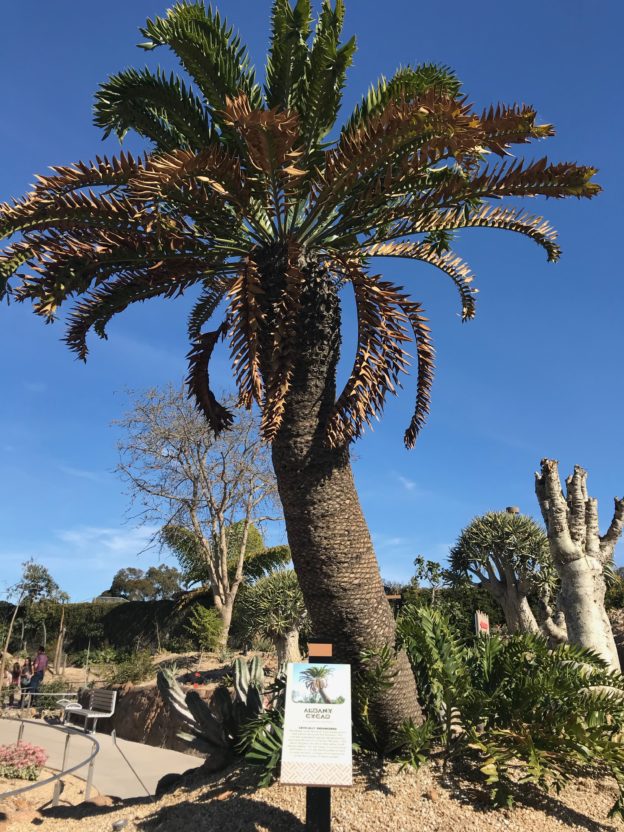 Madagascar’s Trees— Bizarre and Other-Worldly Looking | Good News Tree ...