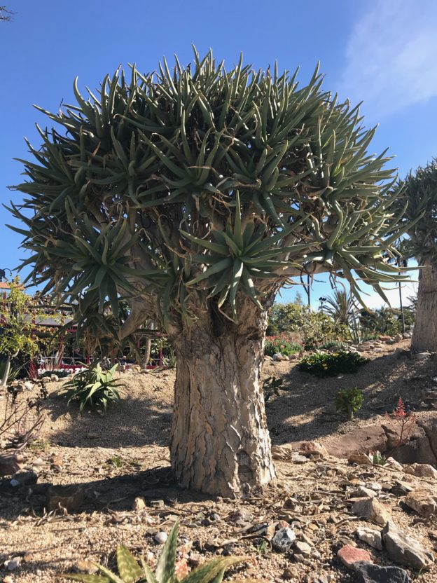 Madagascar’s Trees— Bizarre and Other-Worldly Looking | Good News Tree ...