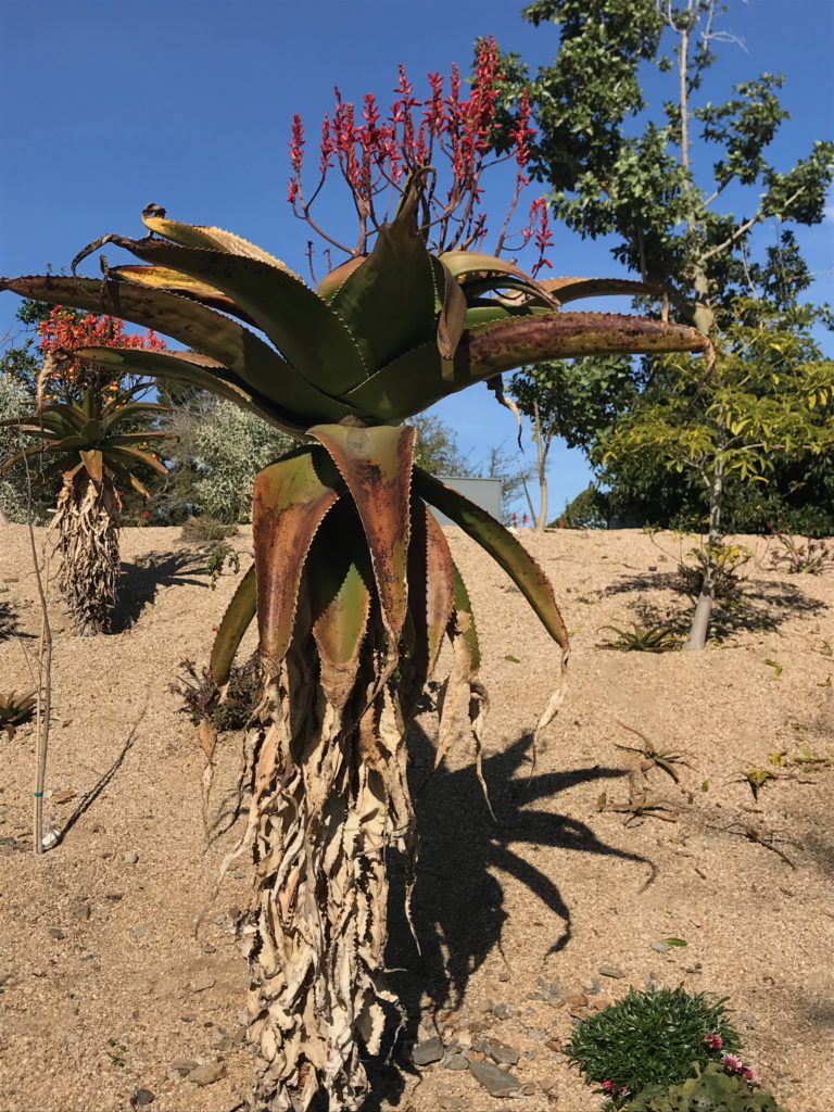 Madagascar’s Trees— Bizarre and Other-Worldly Looking | Good News Tree ...