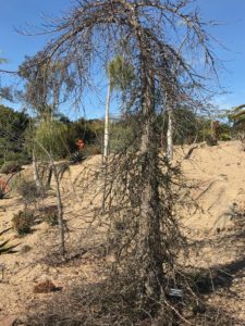 Madagascar’s Trees— Bizarre and Other-Worldly Looking | Good News Tree ...