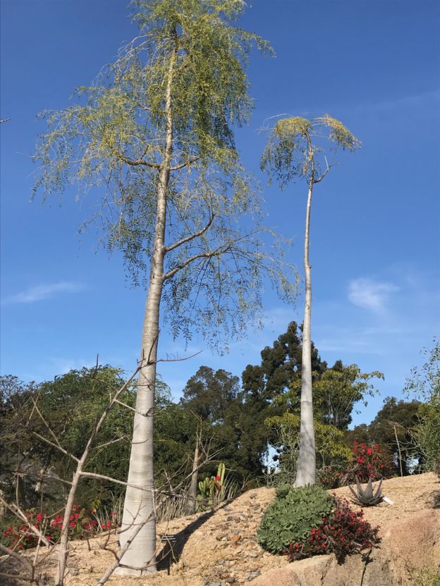 Madagascar’s Trees— Bizarre and Other-Worldly Looking | Good News Tree ...