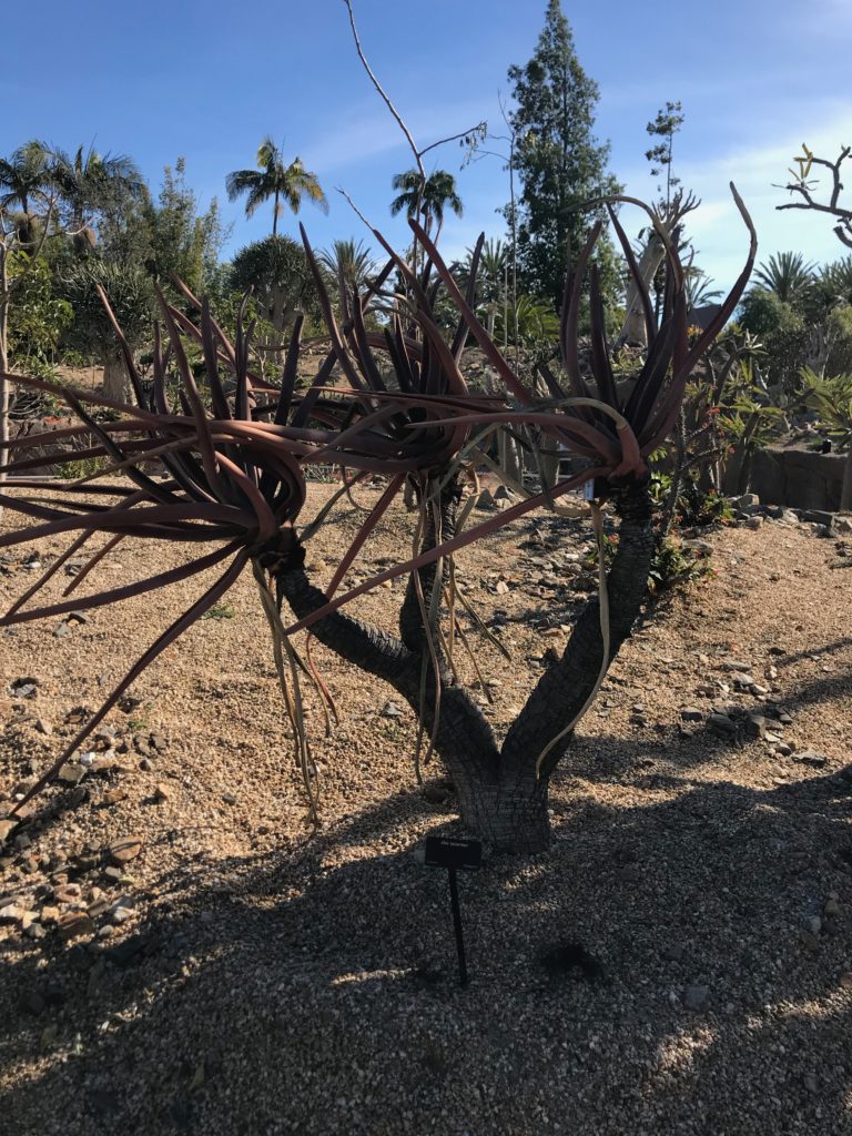 Madagascar’s Trees— Bizarre and Other-Worldly Looking | Good News Tree ...