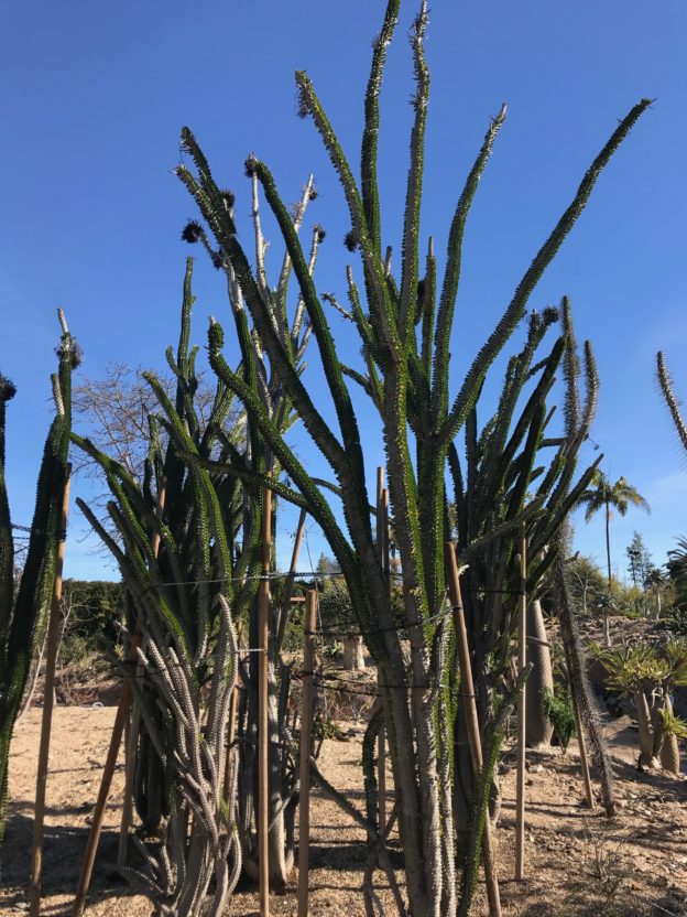Madagascar’s Trees— Bizarre and Other-Worldly Looking | Good News Tree ...
