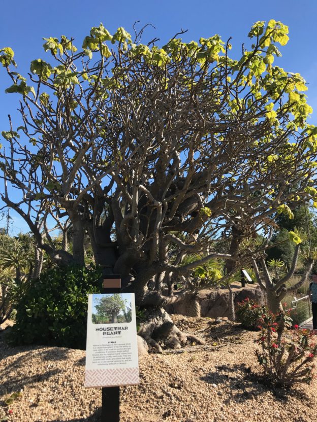 Madagascar’s Trees— Bizarre and Other-Worldly Looking | Good News Tree ...
