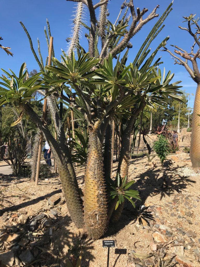 Madagascar’s Trees— Bizarre and Other-Worldly Looking | Good News Tree ...