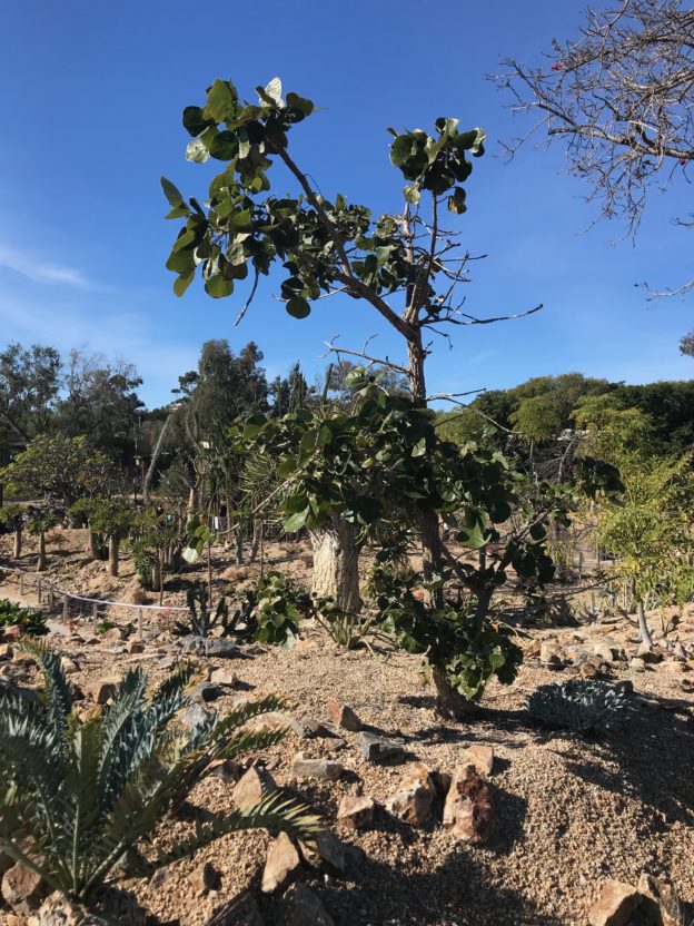 Madagascar’s Trees— Bizarre and Other-Worldly Looking | Good News Tree ...