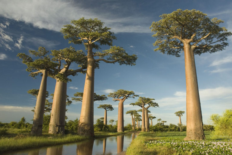 Madagascar’s Trees— Bizarre and Other-Worldly Looking | Good News Tree ...