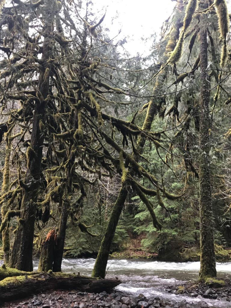 Appreciating the World-Class Conifer Rainforests of the Pacific ...