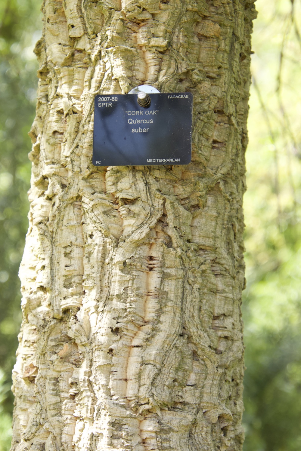 Blarney Castle Trees | Good News Tree Service, Inc.