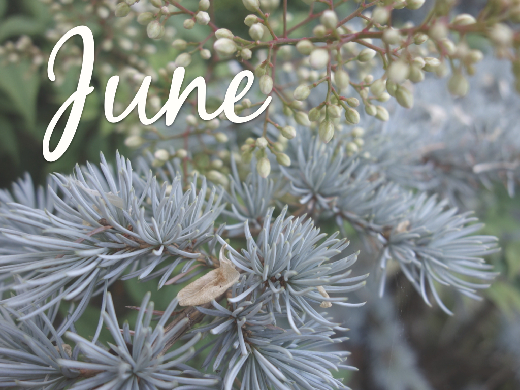 June in the Garden—A To Do List | Good News Tree Service, Inc.