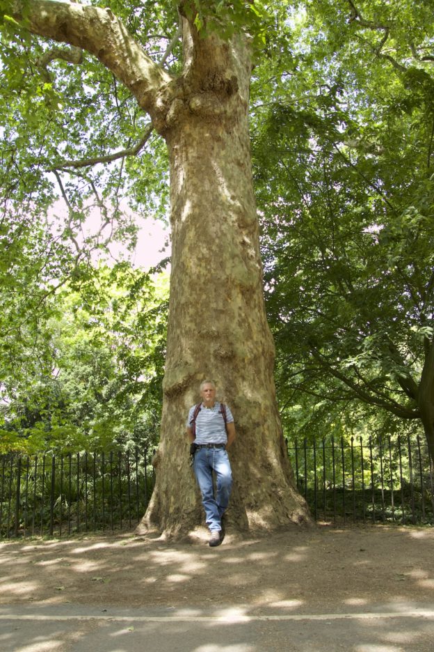 Check out these BIG TREES—this time in London and Ireland! | Good News ...