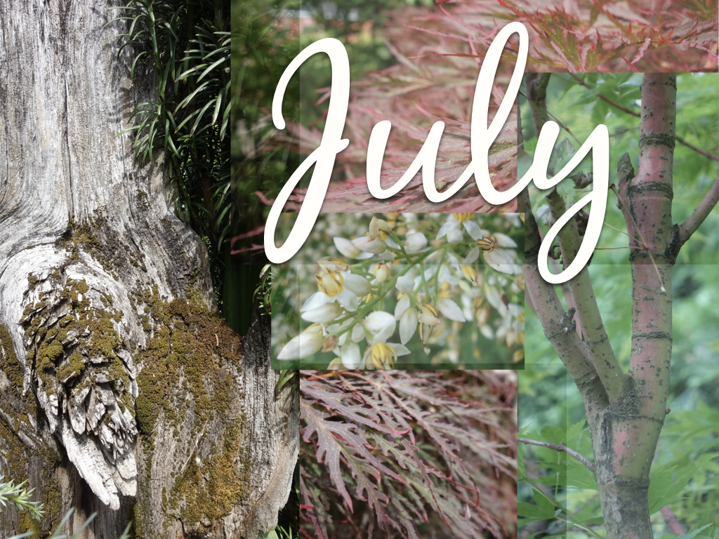 July in the Garden—A To Do List | Good News Tree Service, Inc.