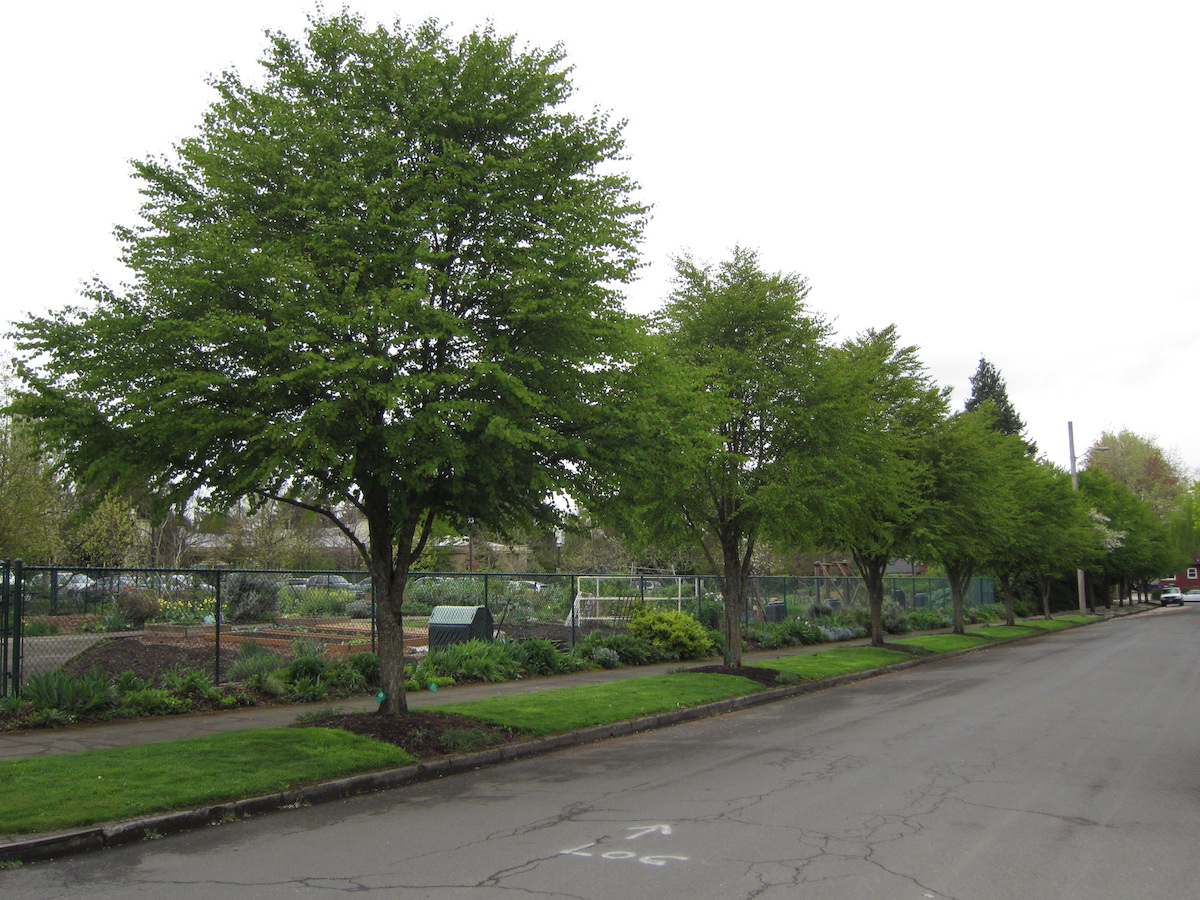 Addressing Street and Front Yard Tree Issues in Cities | Good News Tree ...