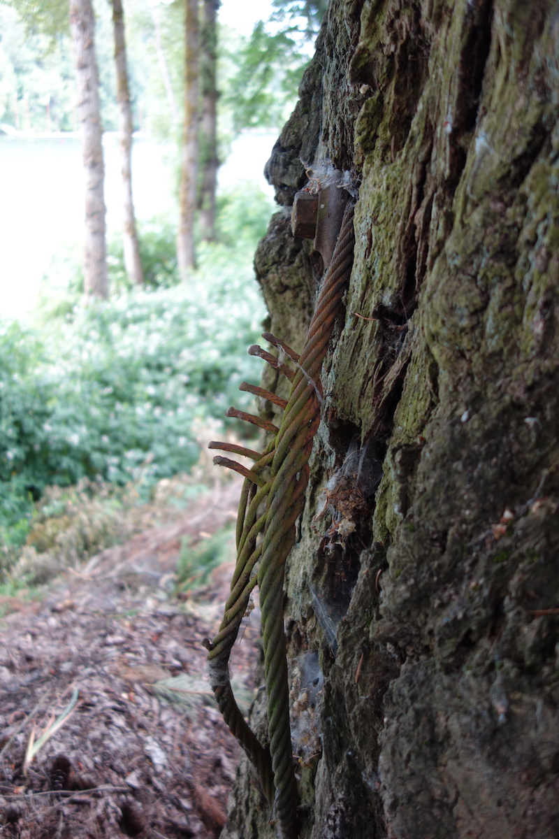 Wilsonville’s Willamette River Historic Log Raft Cable Trees | Good ...