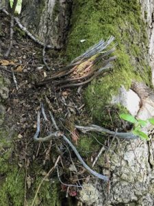 Wilsonville’s Willamette River Historic Log Raft Cable Trees | Good ...