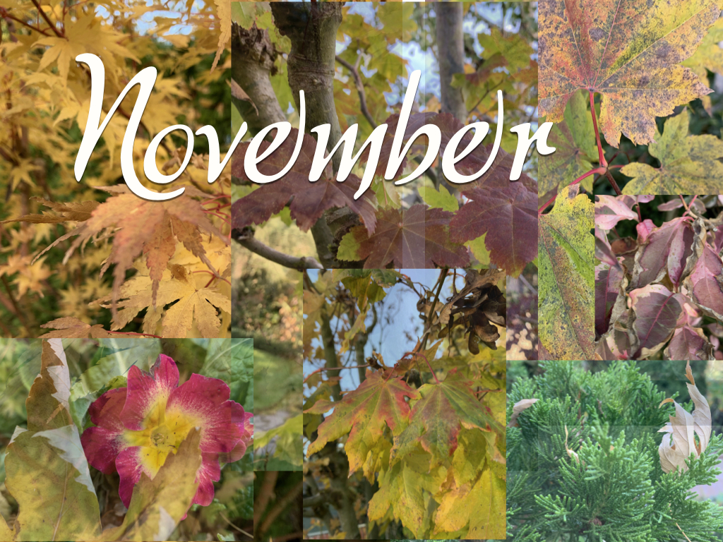 November in the Garden—A To Do List | Good News Tree Service, Inc.