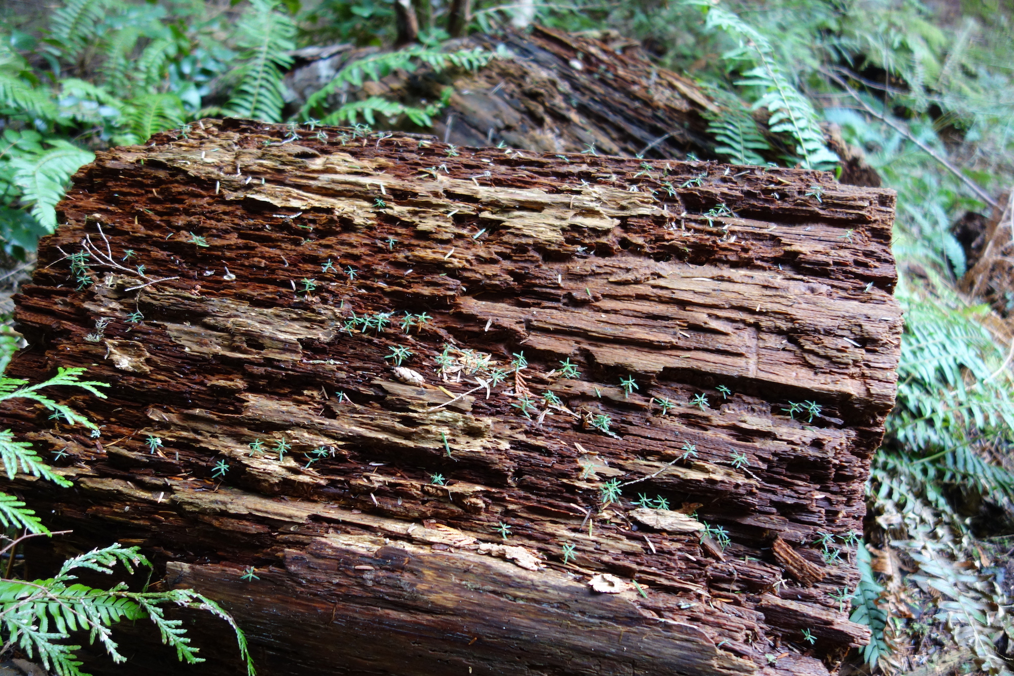 Maybe you should leave that dead tree in your yard…here’s why | Good ...