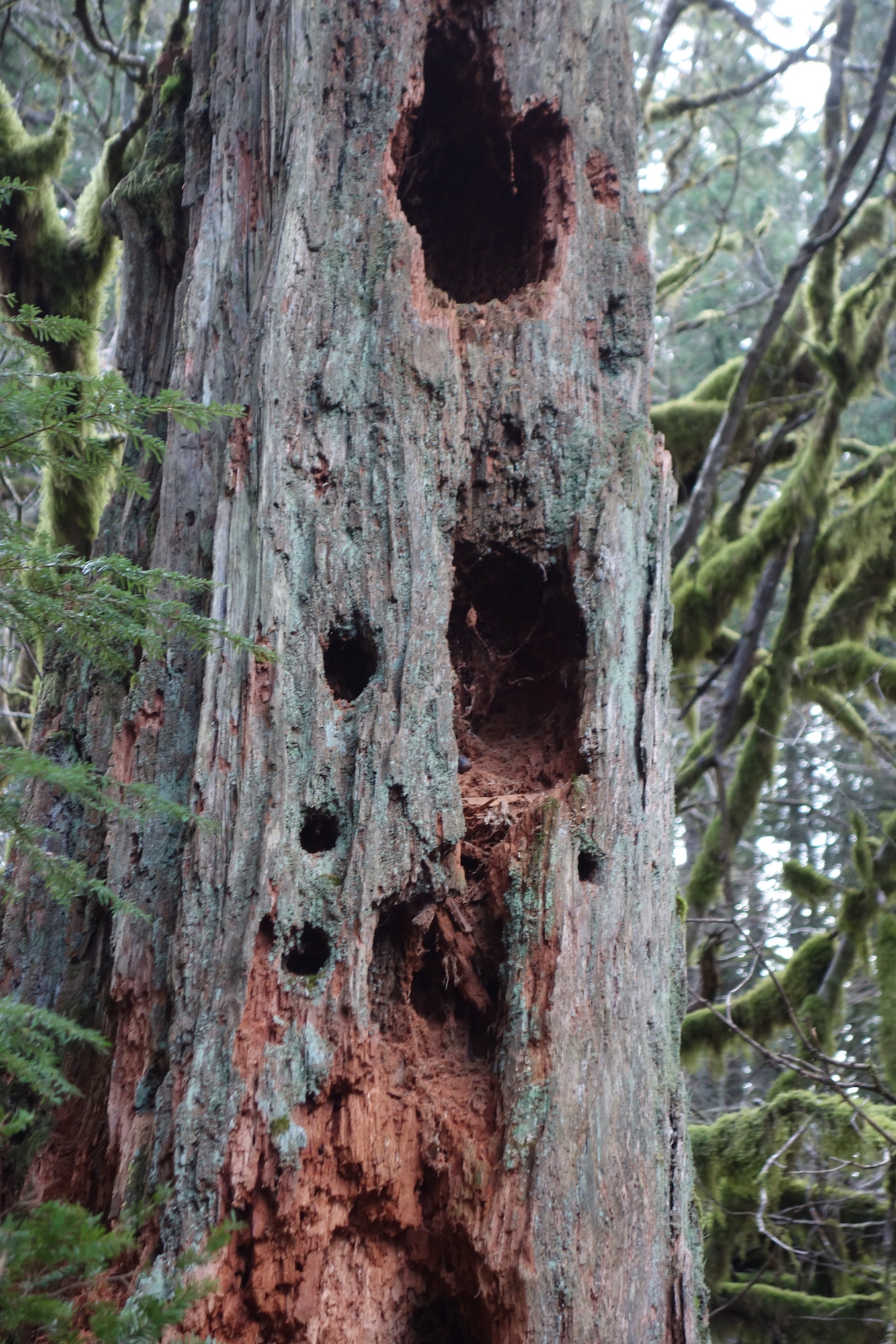 Maybe you should leave that dead tree in your yard…here’s why | Good ...