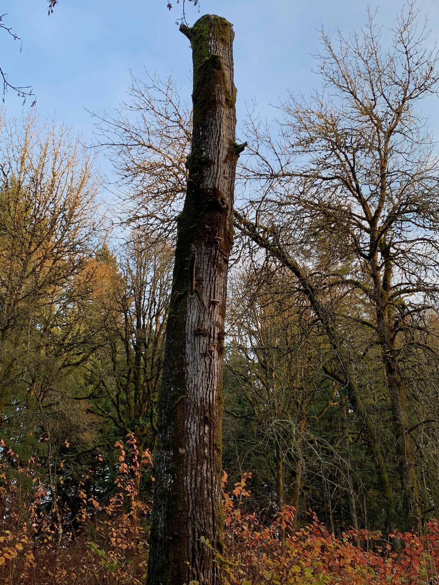 Maybe you should leave that dead tree in your yard…here’s why | Good ...