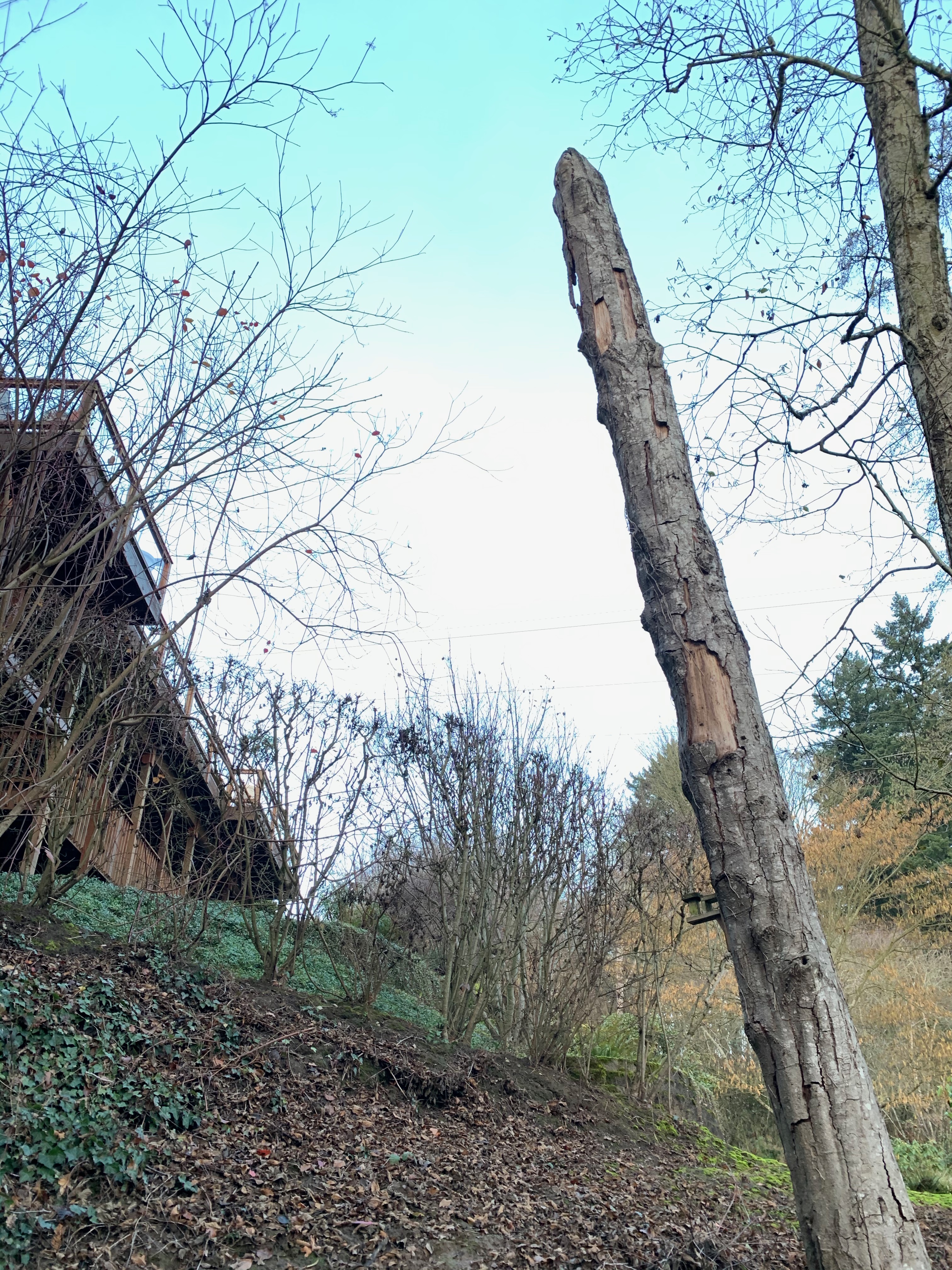 Maybe you should leave that dead tree in your yard…here’s why | Good ...