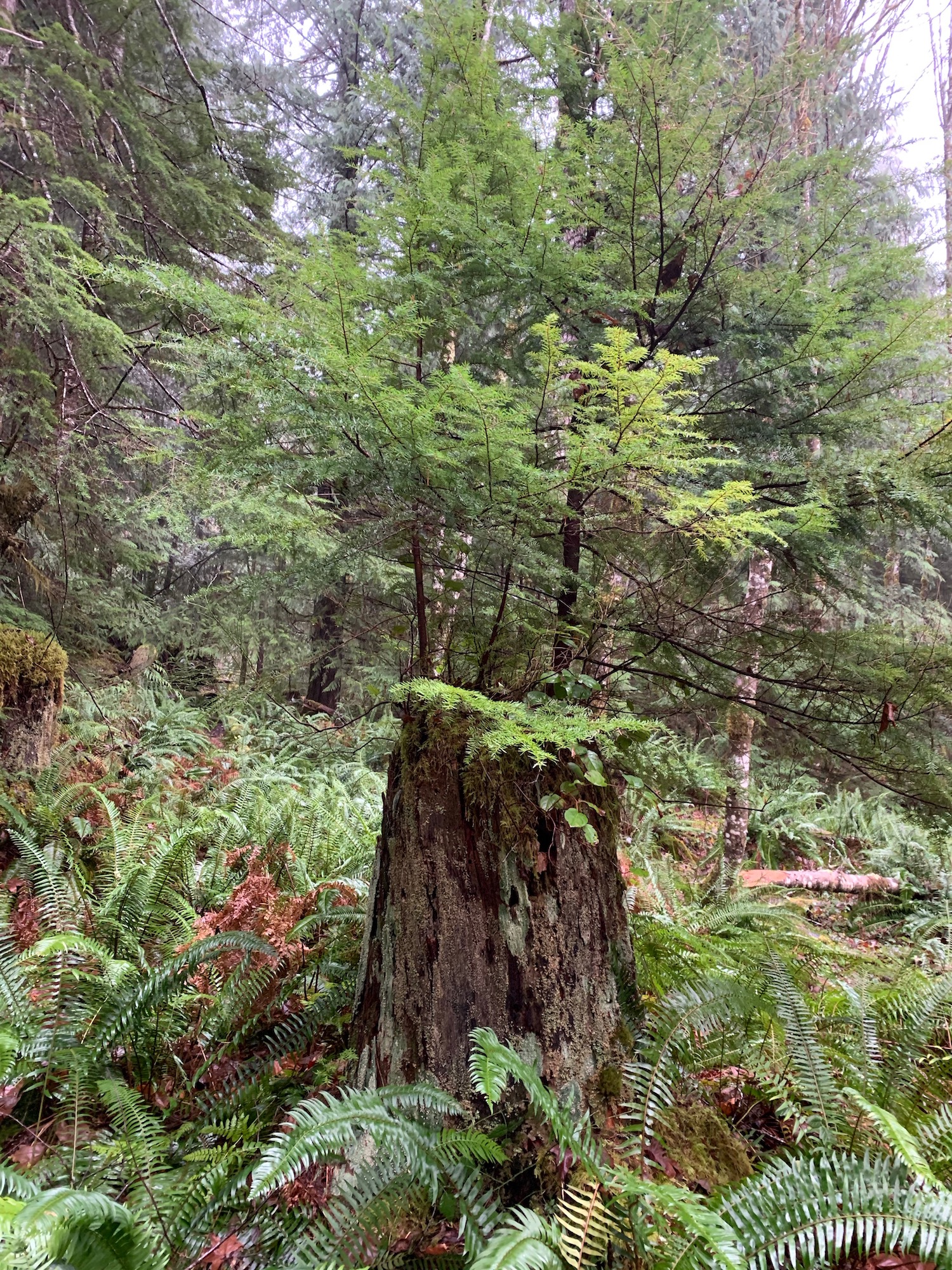 Maybe you should leave that dead tree in your yard…here’s why | Good ...