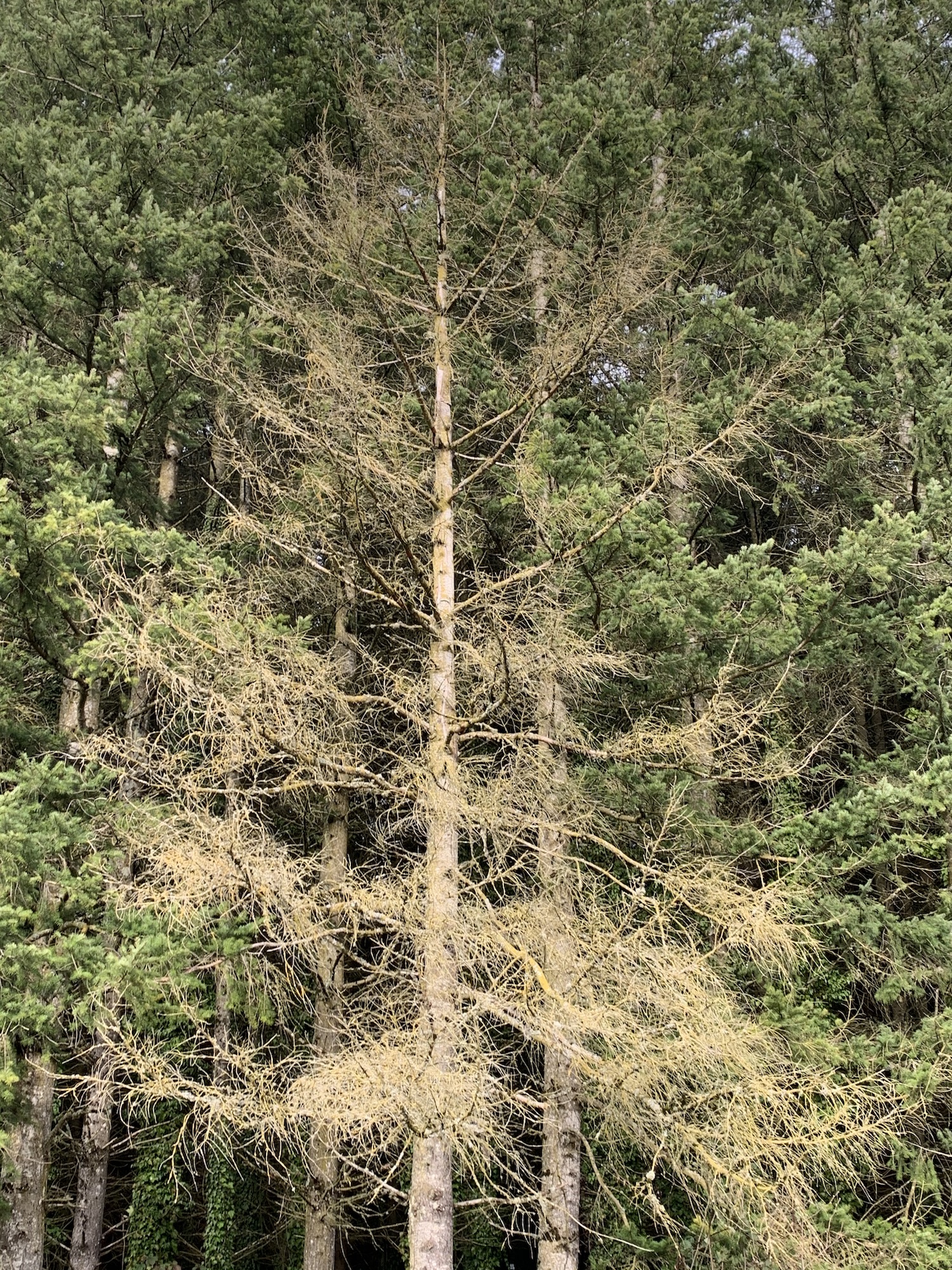 Why Do Mature Trees Suddenly Die? | Good News Tree Service, Inc.