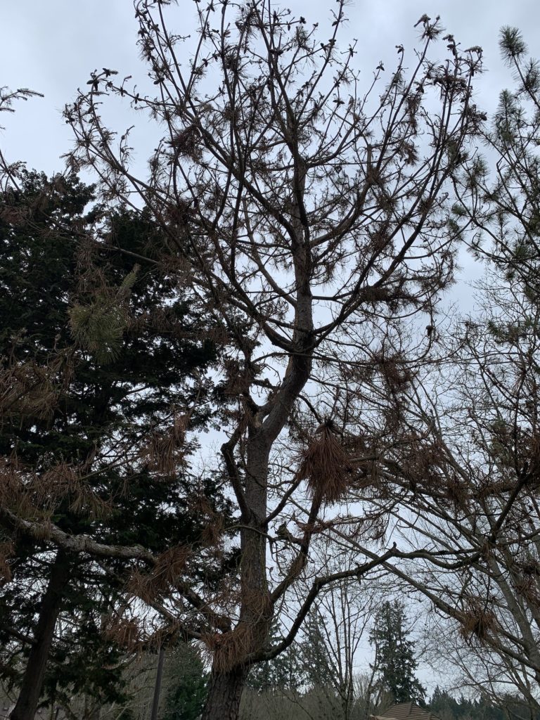 Why Do Mature Trees Suddenly Die? | Good News Tree Service, Inc.