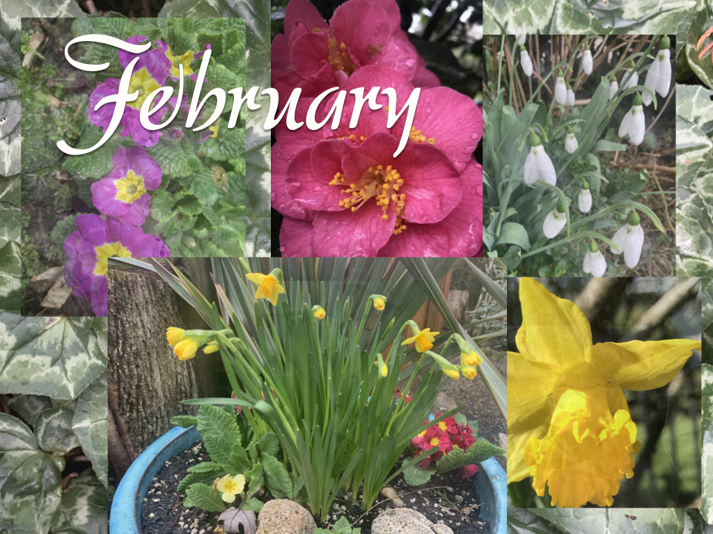 February in the Garden—A To Do List | Good News Tree Service, Inc.