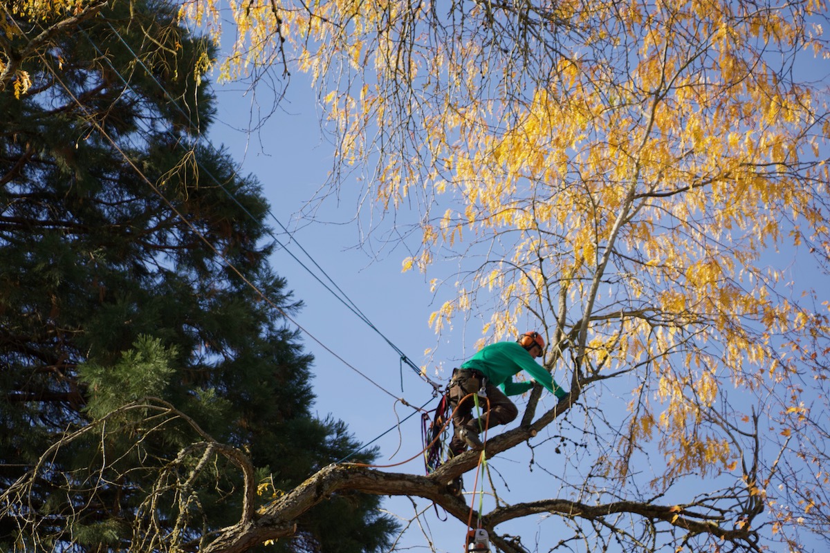 Help Wanted! | Good News Tree Service, Inc.