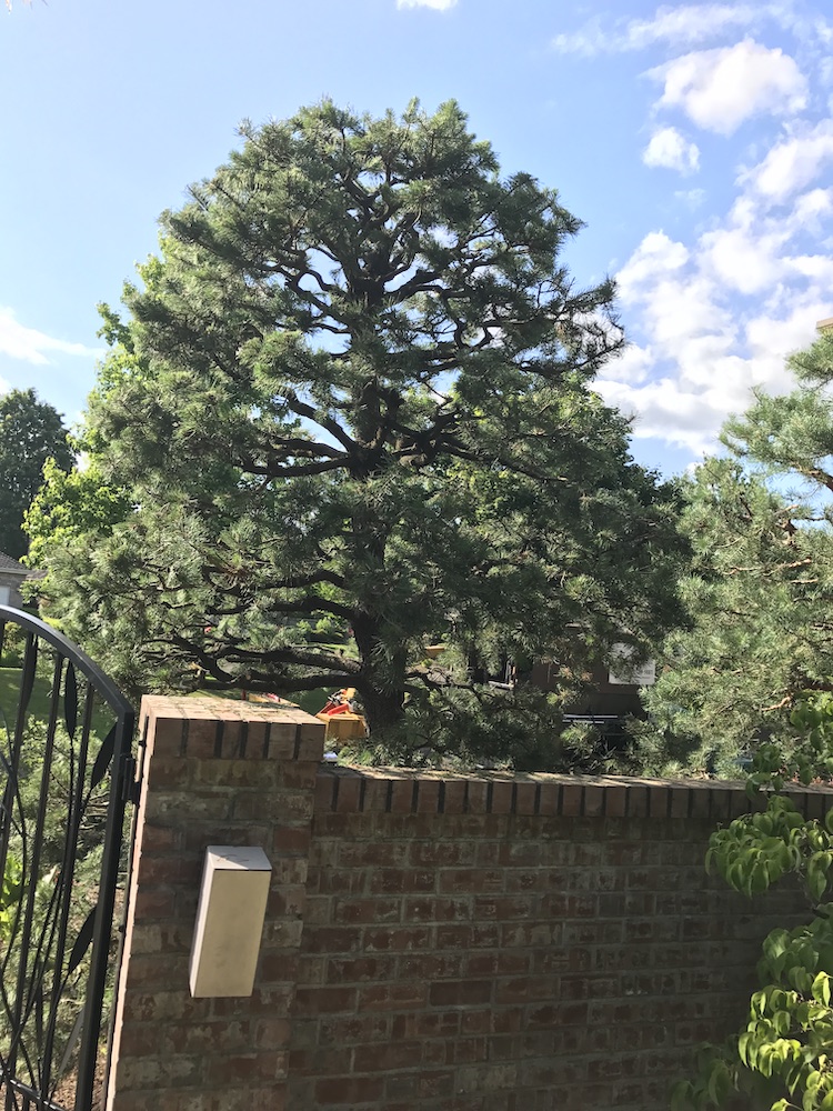 Exploring the Art of Japanese Niwaki-Style Pruning | Good News Tree ...