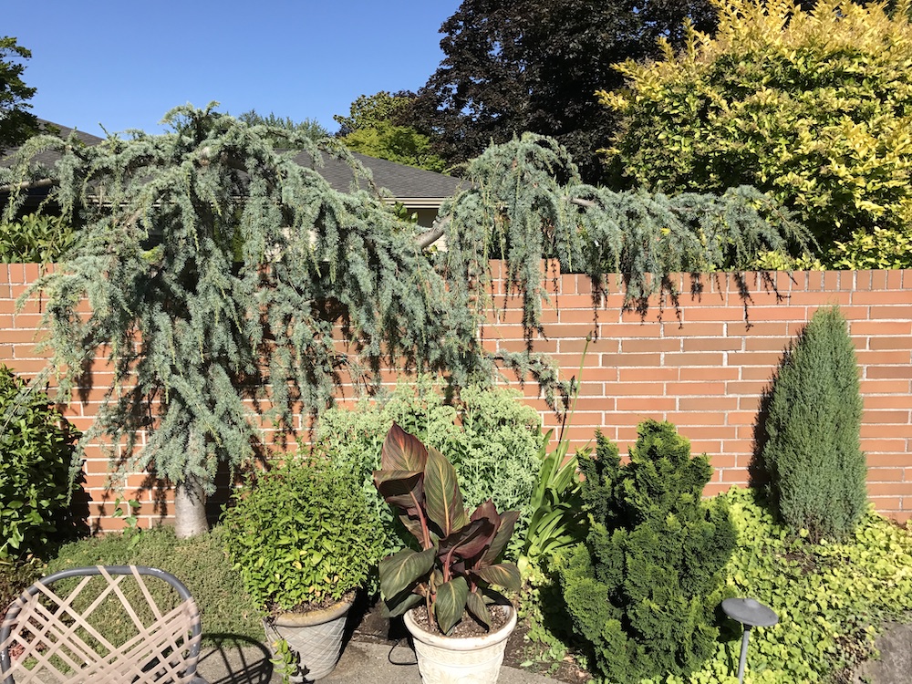Exploring the Art of Japanese Niwaki-Style Pruning | Good News Tree ...
