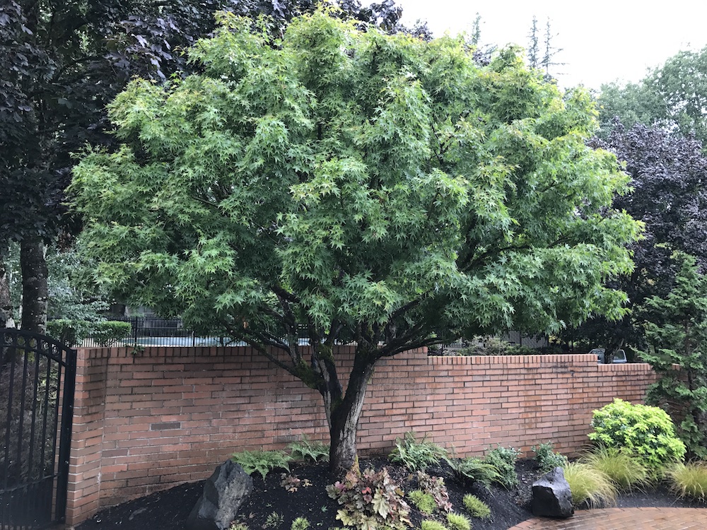 Exploring the Art of Japanese Niwaki-Style Pruning | Good News Tree ...