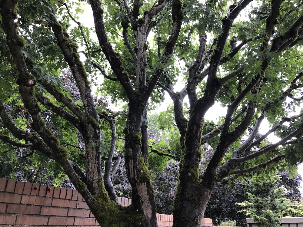 Exploring the Art of Japanese Niwaki-Style Pruning | Good News Tree ...
