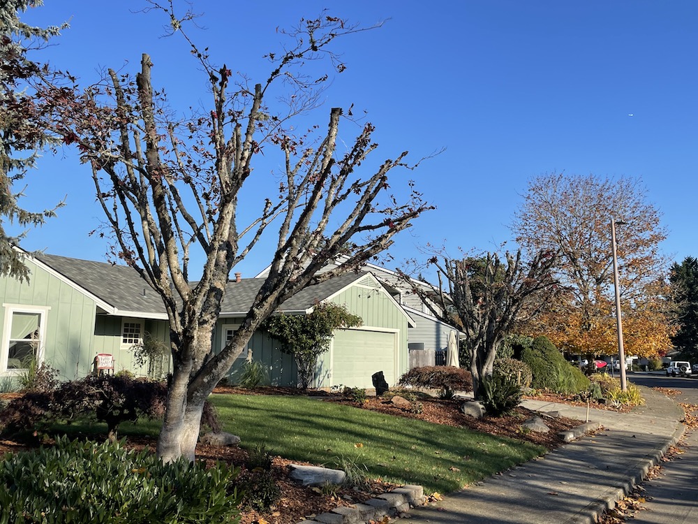 Examples Bad (&%$#!) Pruning! | Good News Tree Service, Inc.