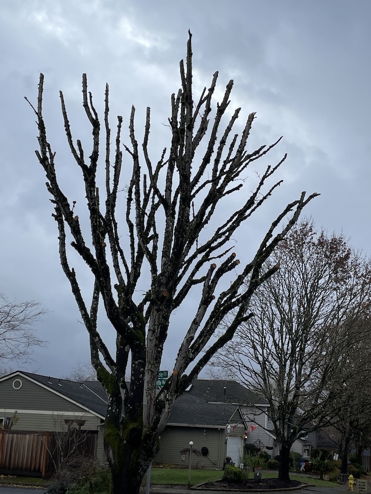 Examples Bad (&%$#!) Pruning! | Good News Tree Service, Inc.