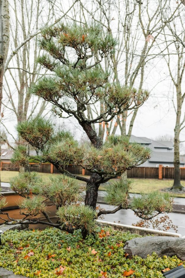 The Art of Japanese Style Aesthetic Pruning Called “Sukashi” and ...